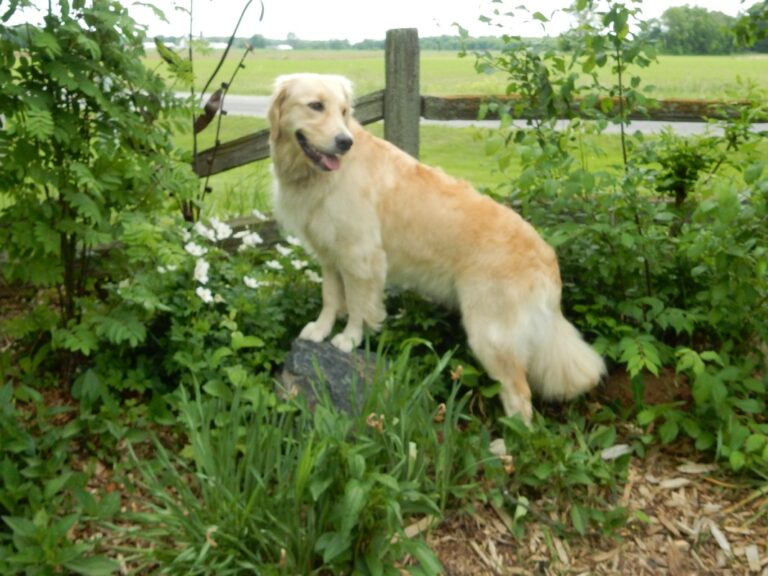 Foundation Dogs – Harvestime Kennel